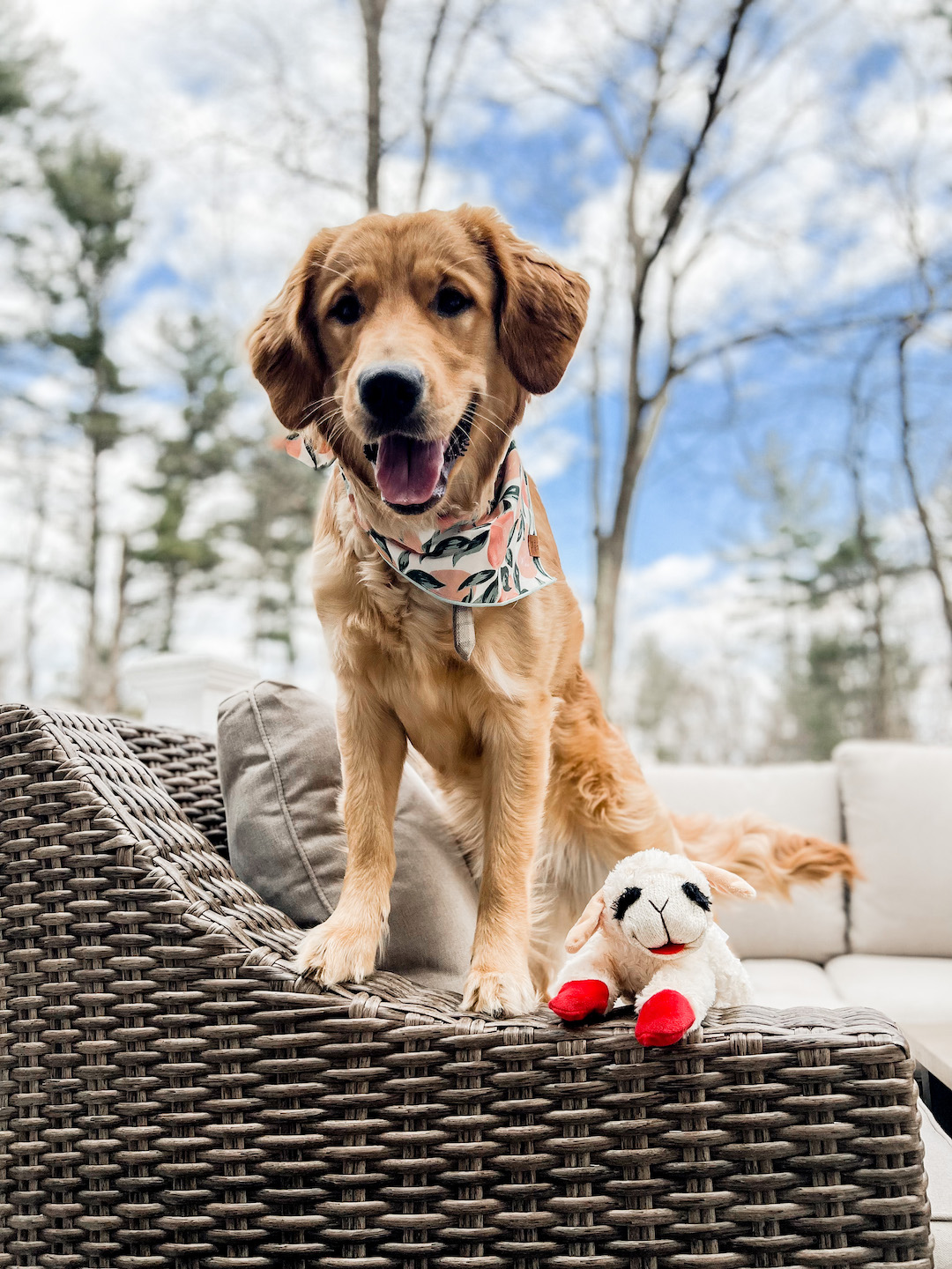 Everyday Pup Essentials with Babbleboxx - From The Family Finds